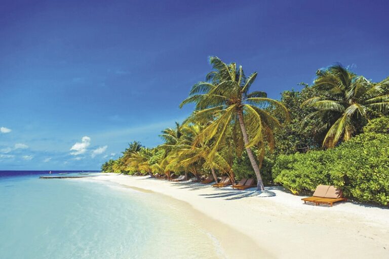 Swimming with Manta Rays and Whale Sharks in the Maldives - Maldives ...