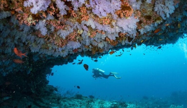 The Wonders of Coral and Coral Reefs in the Maldives - Maldives Paradise