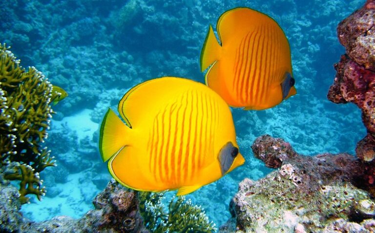 The Wonders of Coral and Coral Reefs in the Maldives - Maldives Paradise